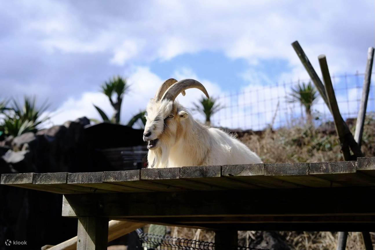 [Summer Limited] Atami Kinomiya Shrine, Izu Omuroyama, Cactus Zoo, and ...